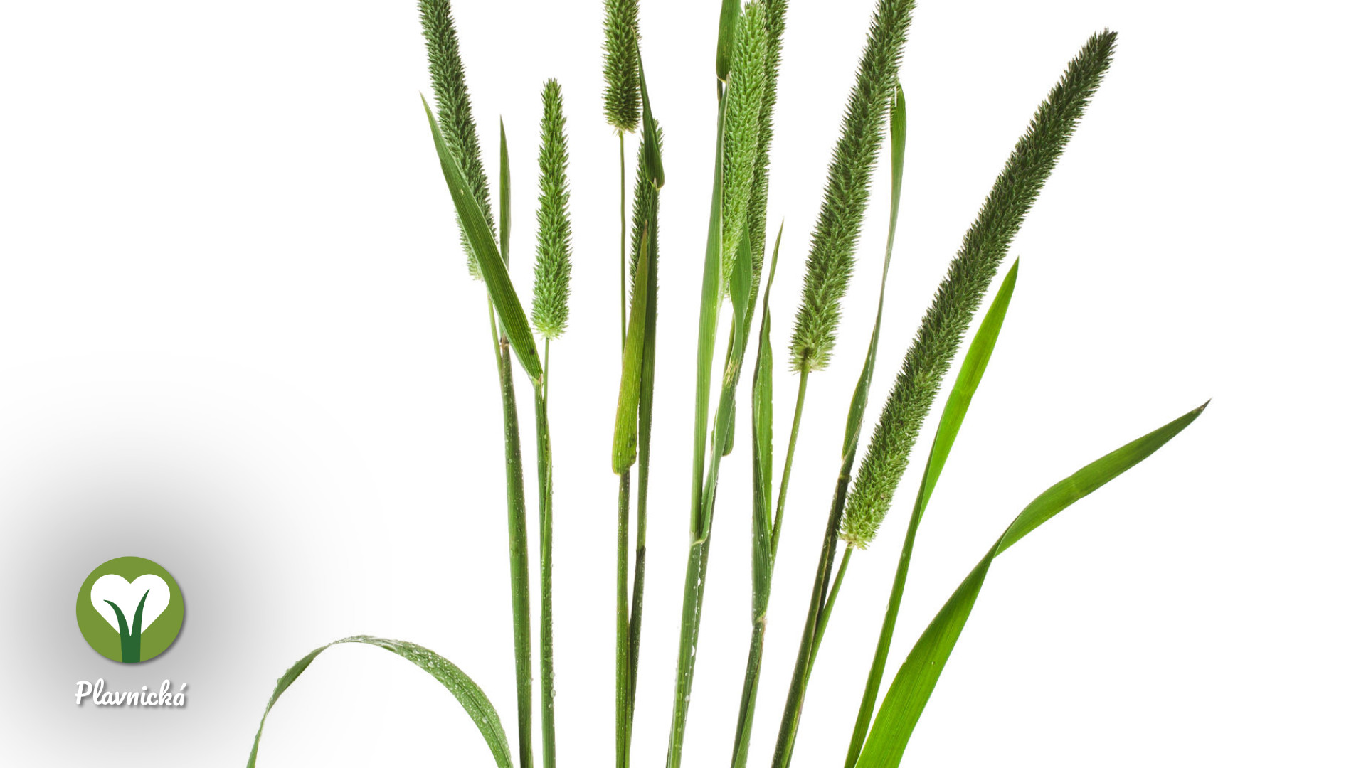 Bojínek luční je klíčovou součástí sena | E-shop Plavnická